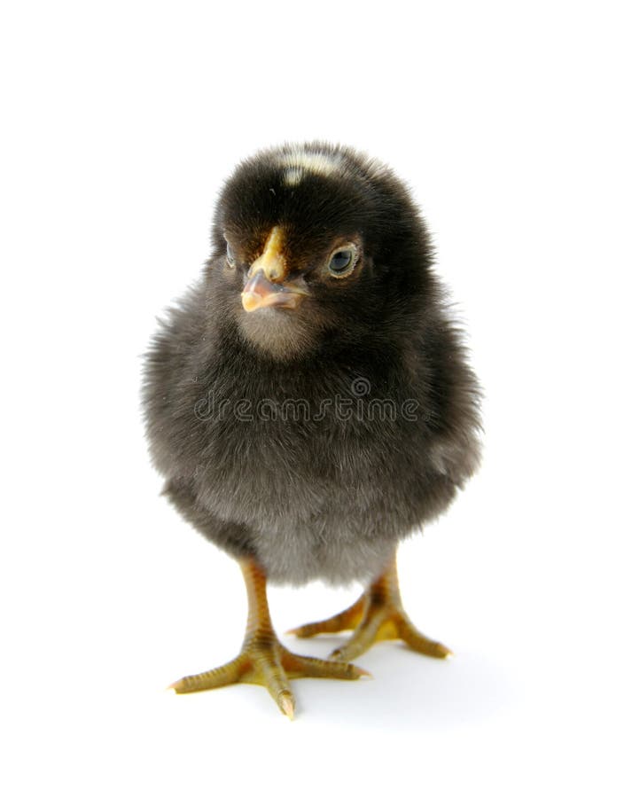 Chicken stock image. Image of miniature, wing, fluff - 14558659