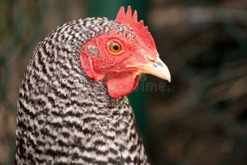 Chicken stock photo. Image of koekoek, restaurant, diet - 15000234