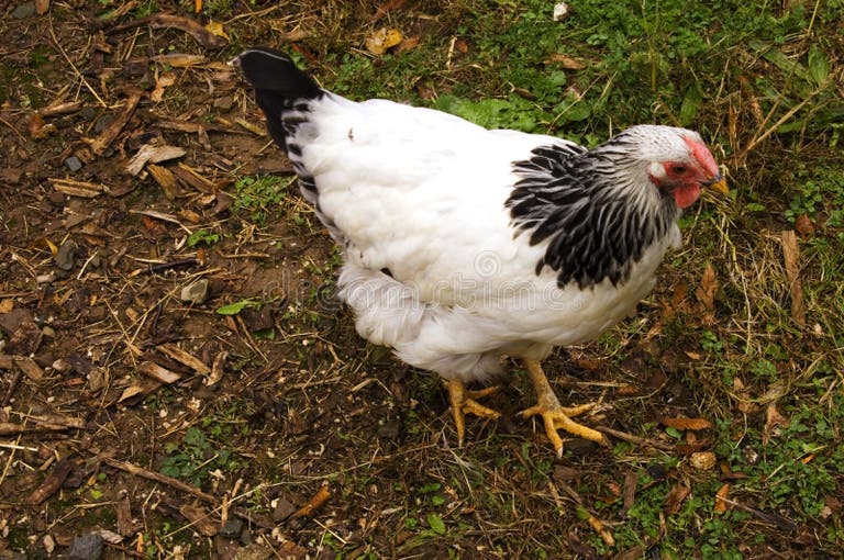 457 Strutting Chicken Stock Photos - Free & Royalty-Free Stock Photos ...