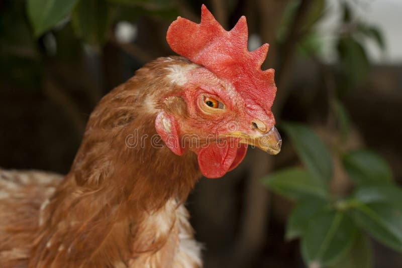 Chicken stock photo. Image of cluck, roost, crest, birds - 15889334