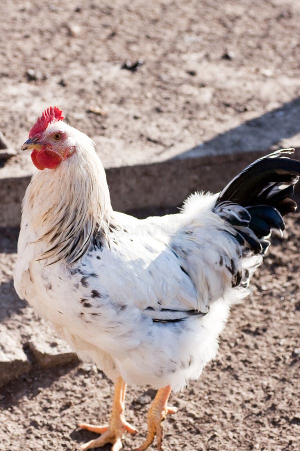 Beautiful Roosters stock image. Image of poultry, grand - 23779675