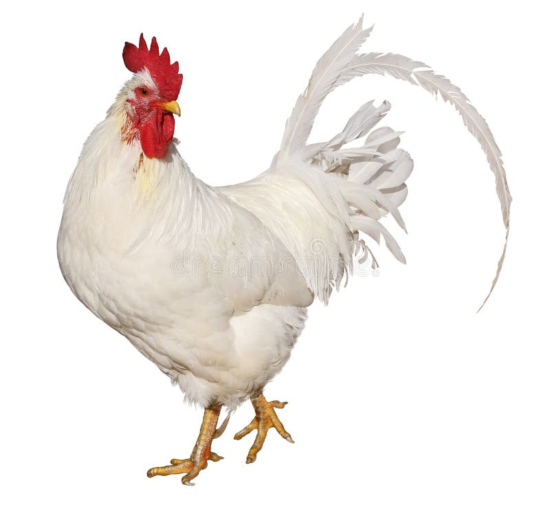 Chicken stock image. Image of chicken, isolated, poultry - 24275027