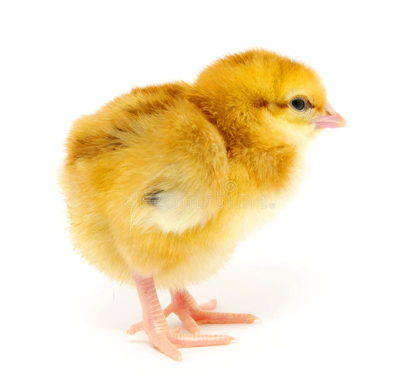 Chicken stock photo. Image of little, studio, fluff, small - 16908296
