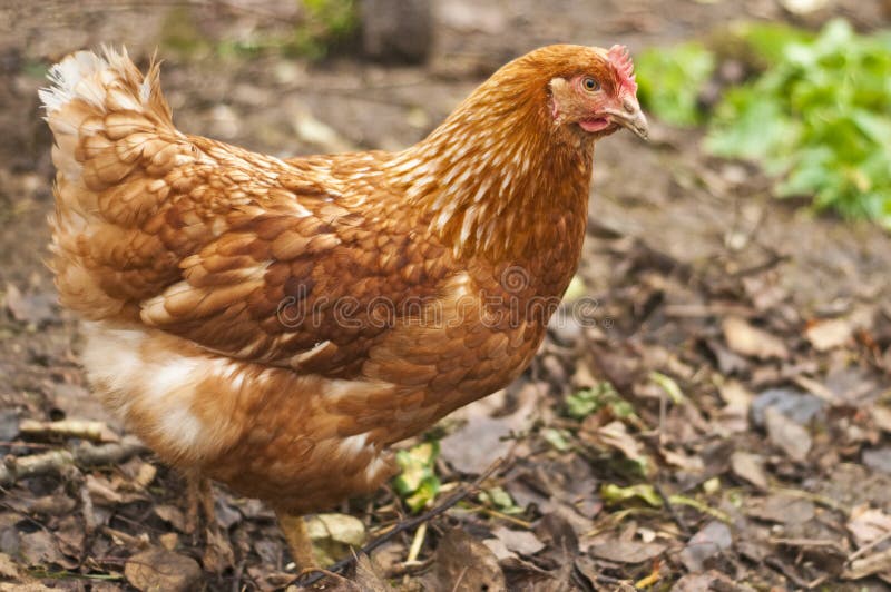 Chicken stock image. Image of chicken, crest, bird, crown - 17104465