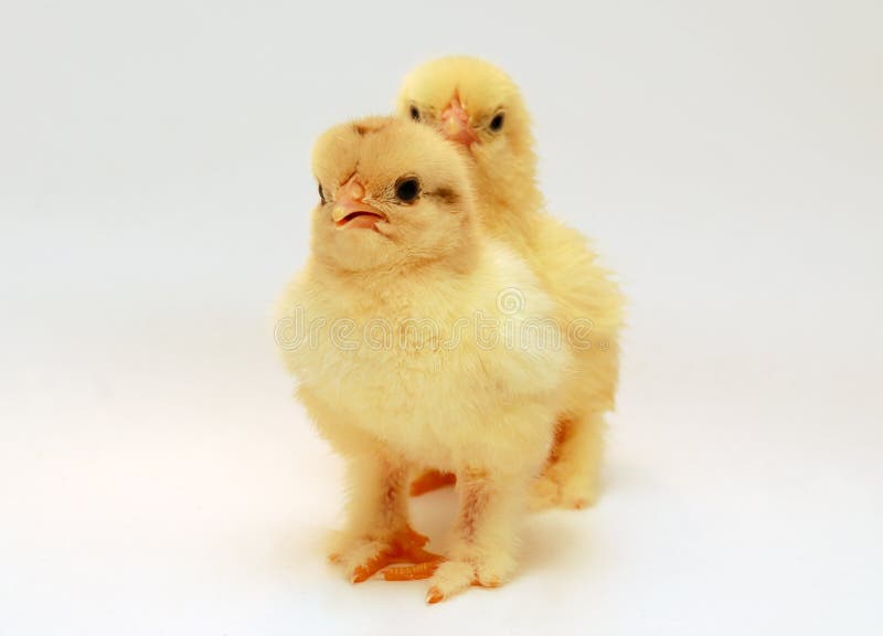 Chicken stock photo. Image of poultry, childhood, cute - 1723308