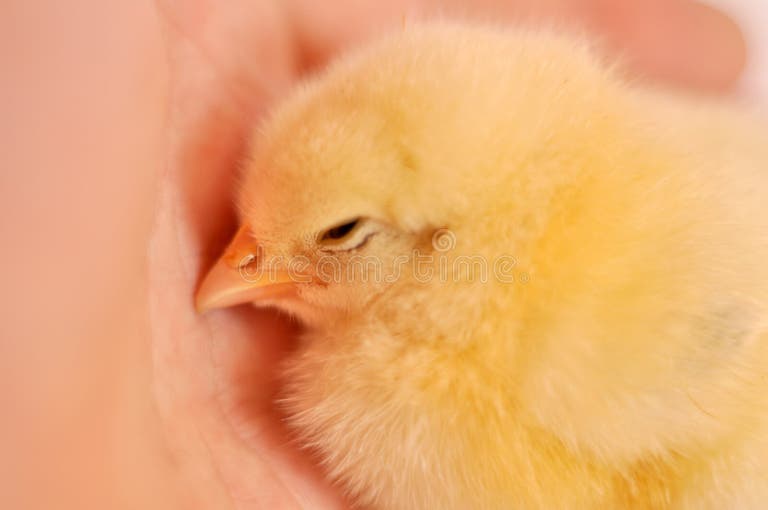 219 Single Chicken Tender Pics Stock Photos - Free & Royalty-Free Stock ...