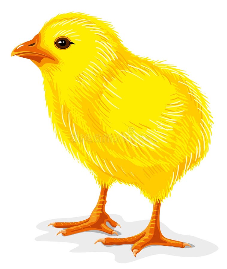 Yellow chicken stock illustration. Illustration of holiday - 29916309