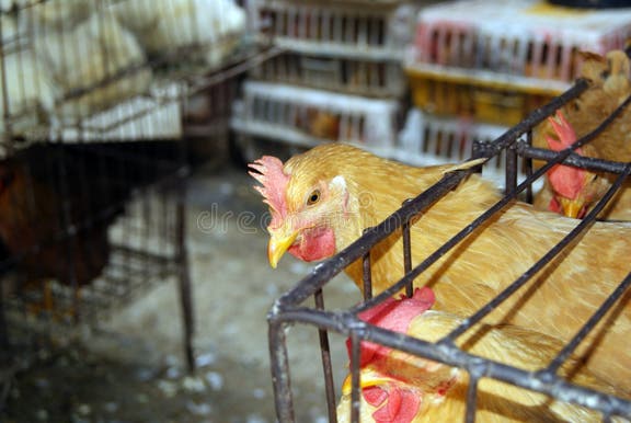 Chicken stock photo. Image of market, poultry, confinement - 18590014
