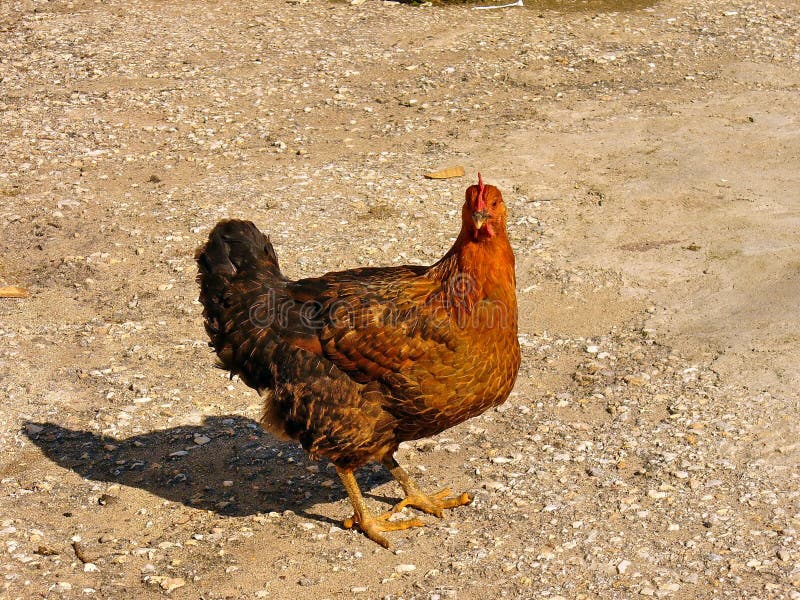 CHICKEN stock photo. Image of nibble, chook, animal, bird - 1969150
