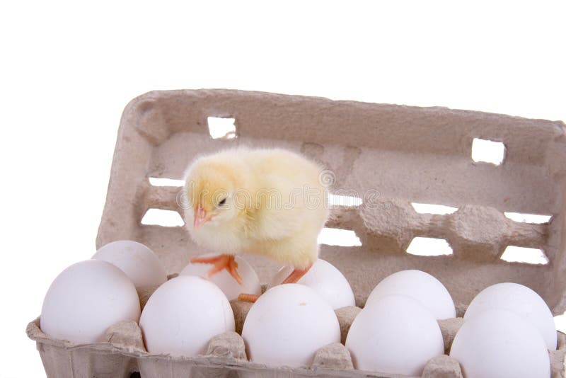 Chicken stock image. Image of tray, baby, chick, little - 19789643