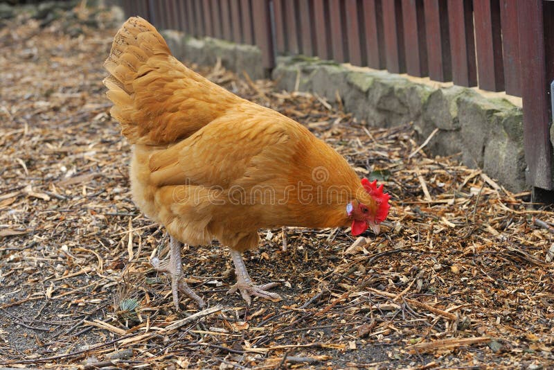 Chicken stock image. Image of food, nature, chicken, beak - 24189077