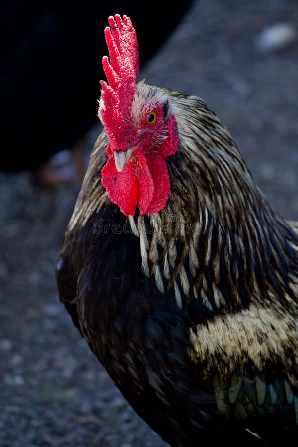 Chicken facing the camera stock photo. Image of beautiful - 25205314