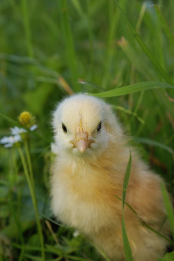 35,124 Chicken Flower Stock Photos - Free & Royalty-Free Stock Photos ...