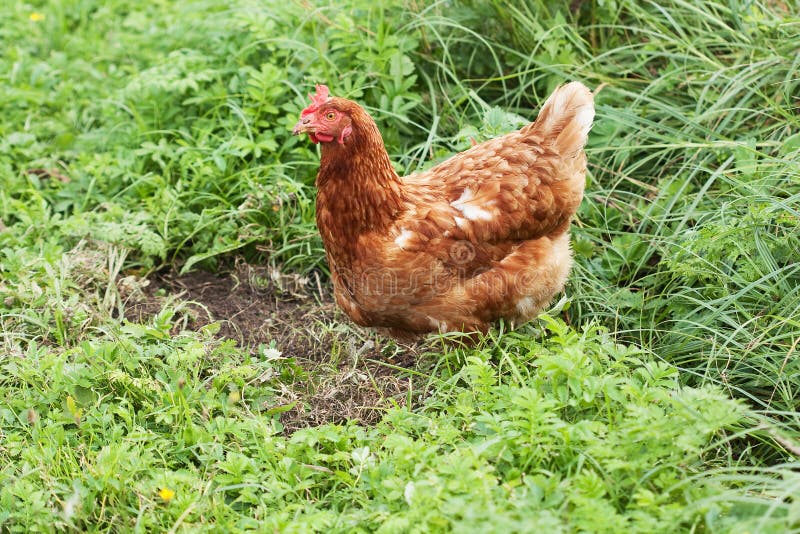 The chicken. stock image. Image of cackles, animal, lays - 38225459