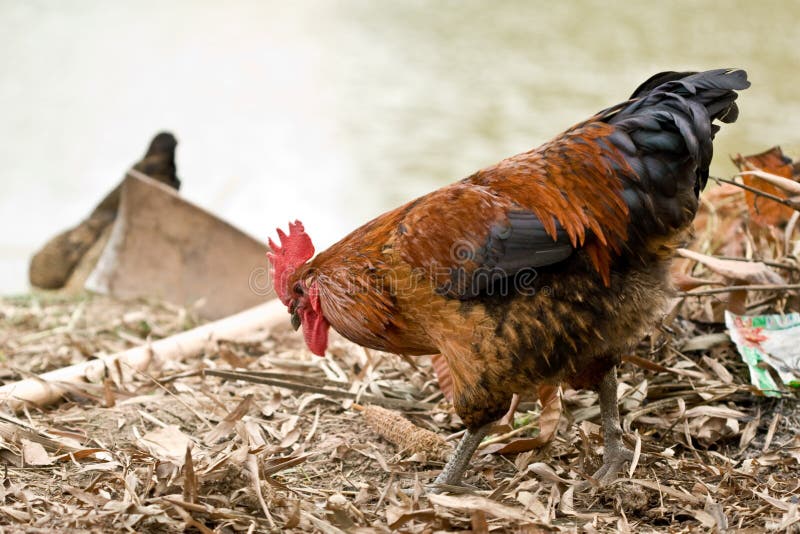 Nile Crocodile stock image. Image of nature, national - 5075031