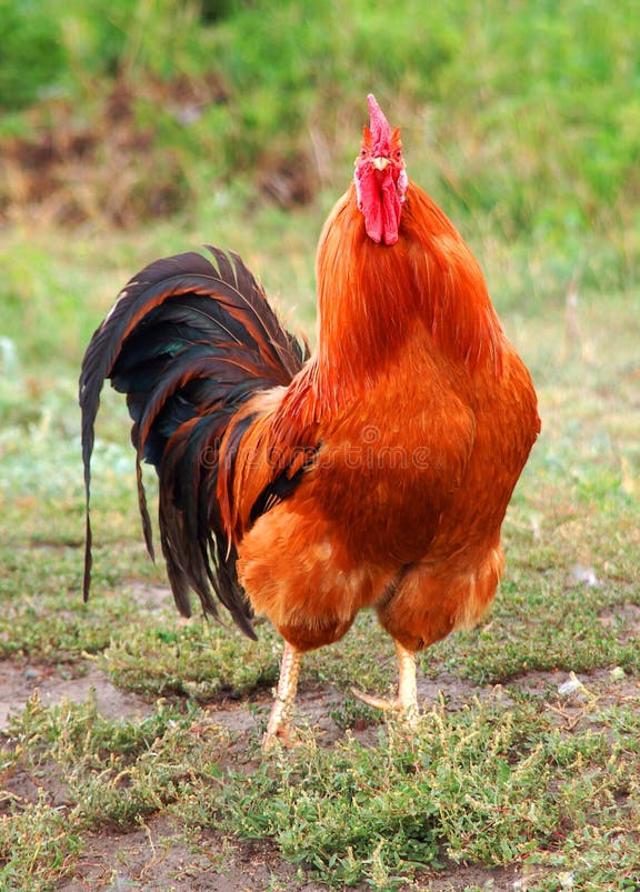 1,806 Angry Chicken Stock Photos - Free & Royalty-Free Stock Photos ...