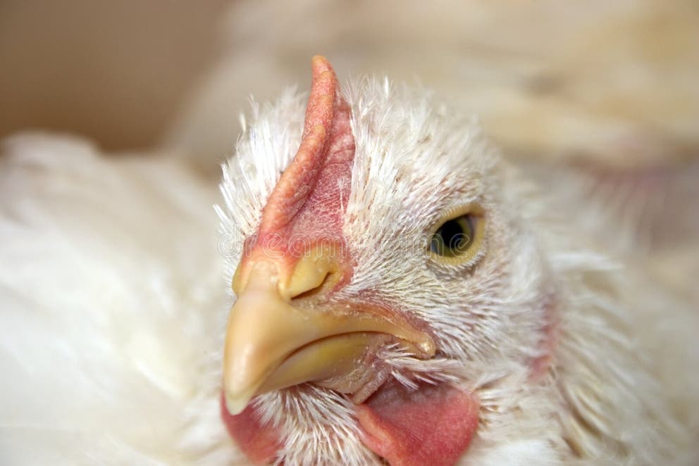 Chicken stock image. Image of tuft, chicken, crest, henbird - 5098573