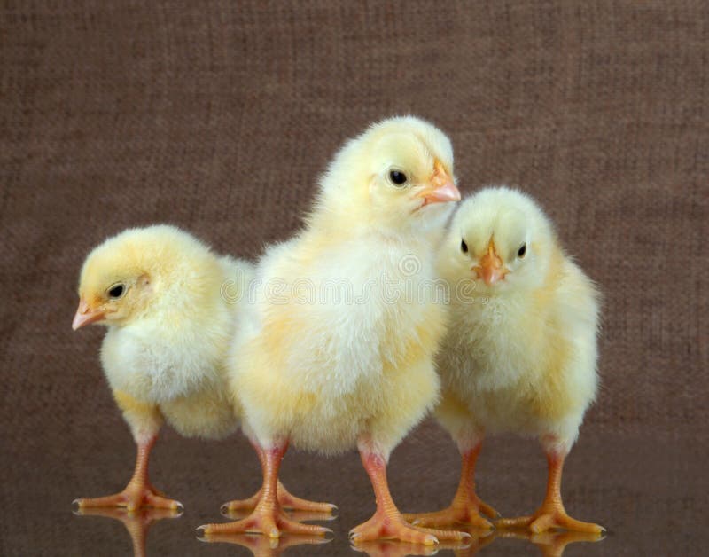 Small chicken stock photo. Image of single, happy, animal - 4304150