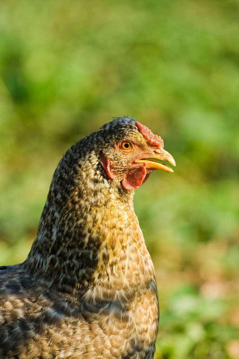 3,381 Sunrise Chicken Stock Photos - Free & Royalty-Free Stock Photos ...