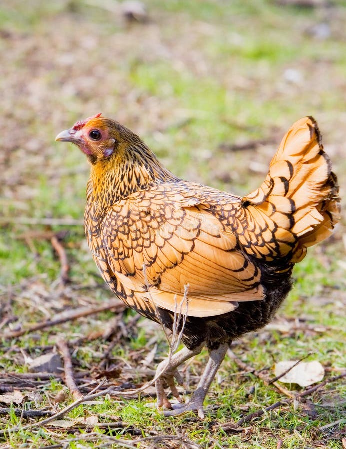 Chicken Picture. Image: 762051