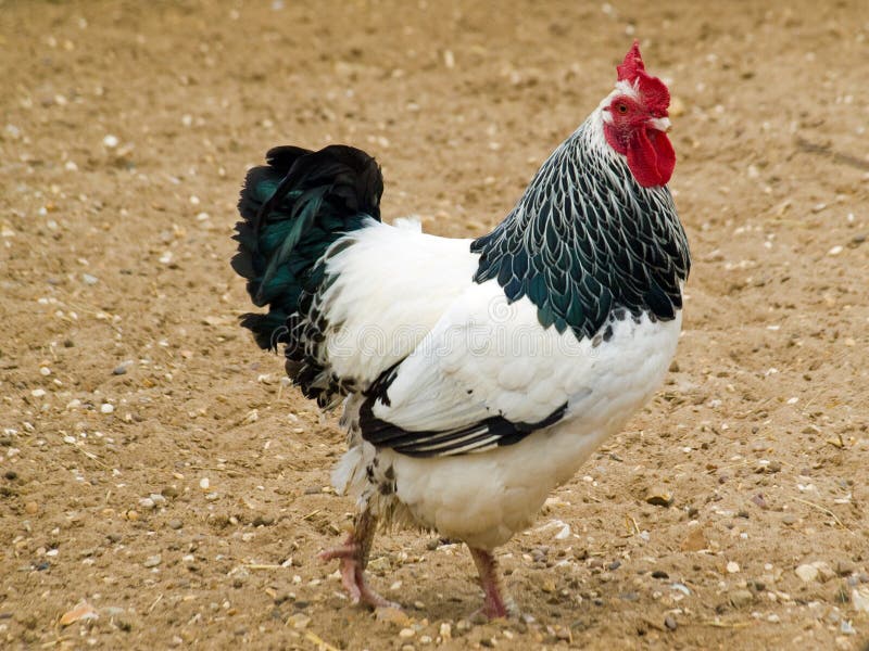 Hen - chicken stock photo. Image of chicken, colourful - 19157196