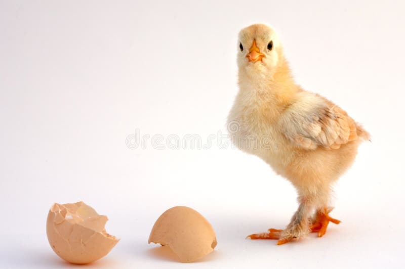 Chicken stock image. Image of livestock, hatchling, holiday - 957343