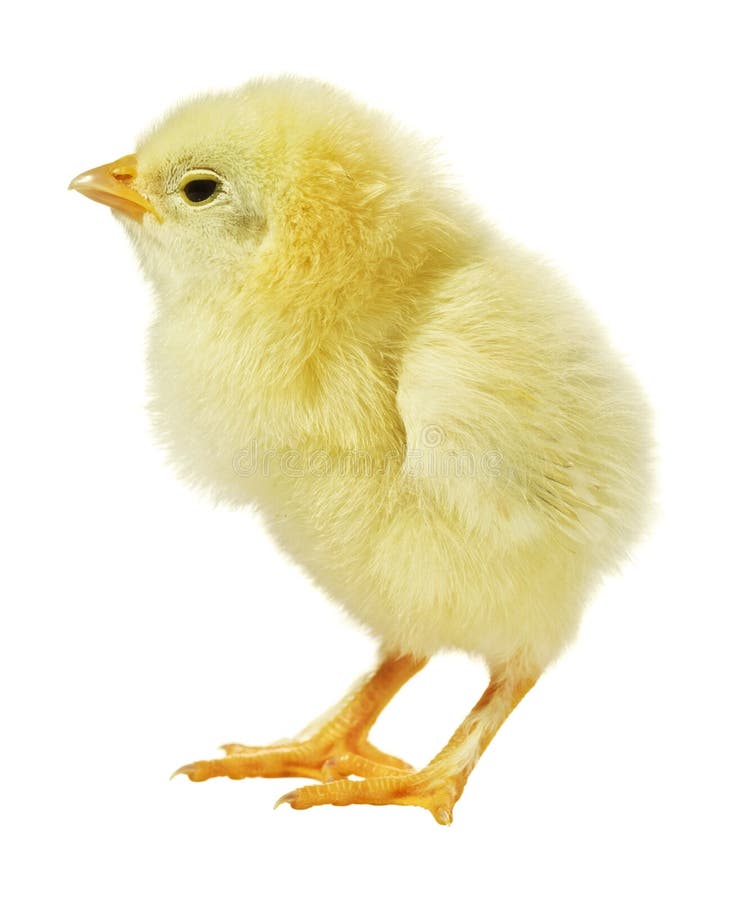 White Silkie Chicken, 6 Months Old, Standing Stock Photo - Image of ...