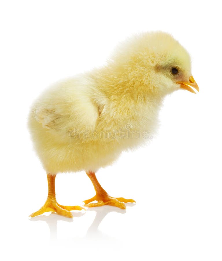 Chicken Against White Background Stock Photo - Image of chick, wing ...