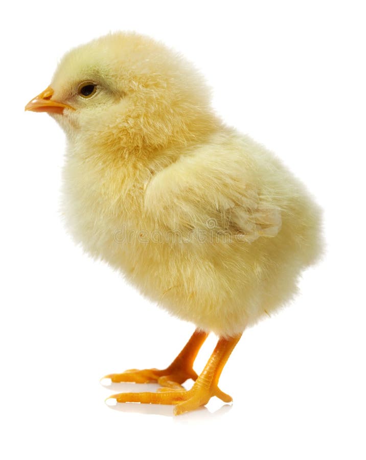 Chicken Against White Background Stock Photo - Image of furry ...