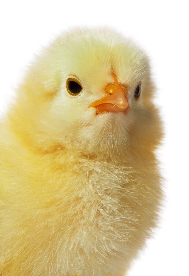 Chicken Against White Background Stock Image - Image of fuzzy, chick ...