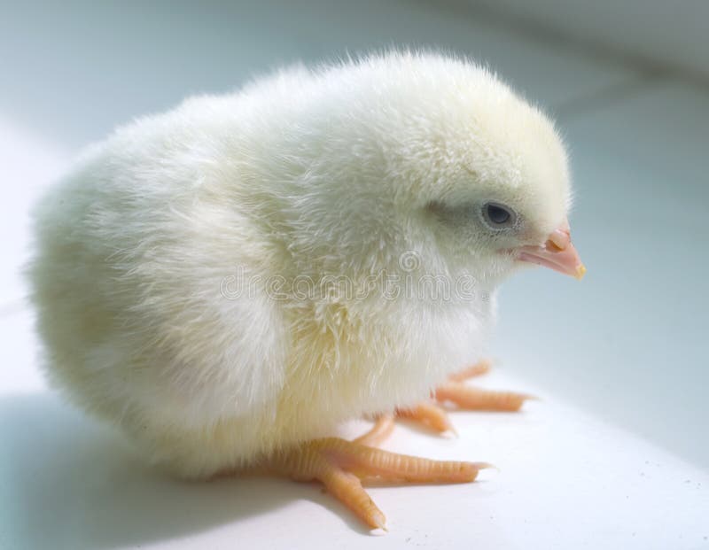 Just Born Cow stock photo. Image of birth, grassland, aquitaine - 5639200