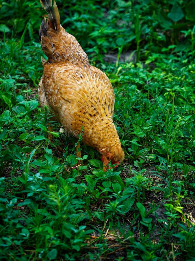A Chicken Amidst Lush Greenery Encapsulates Rural Life Stock Photo ...