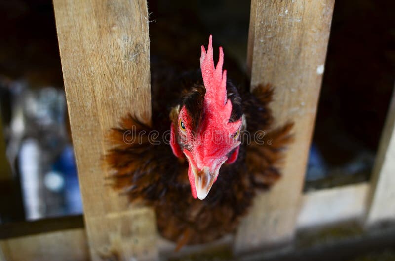 Chicken Angry Emotion on Farm Stock Image - Image of feed, animal: 61837357