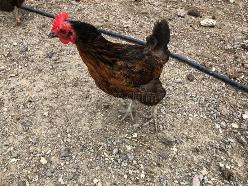 Chicken Animal Was Taken in Its Natural Environment. Stock Image ...