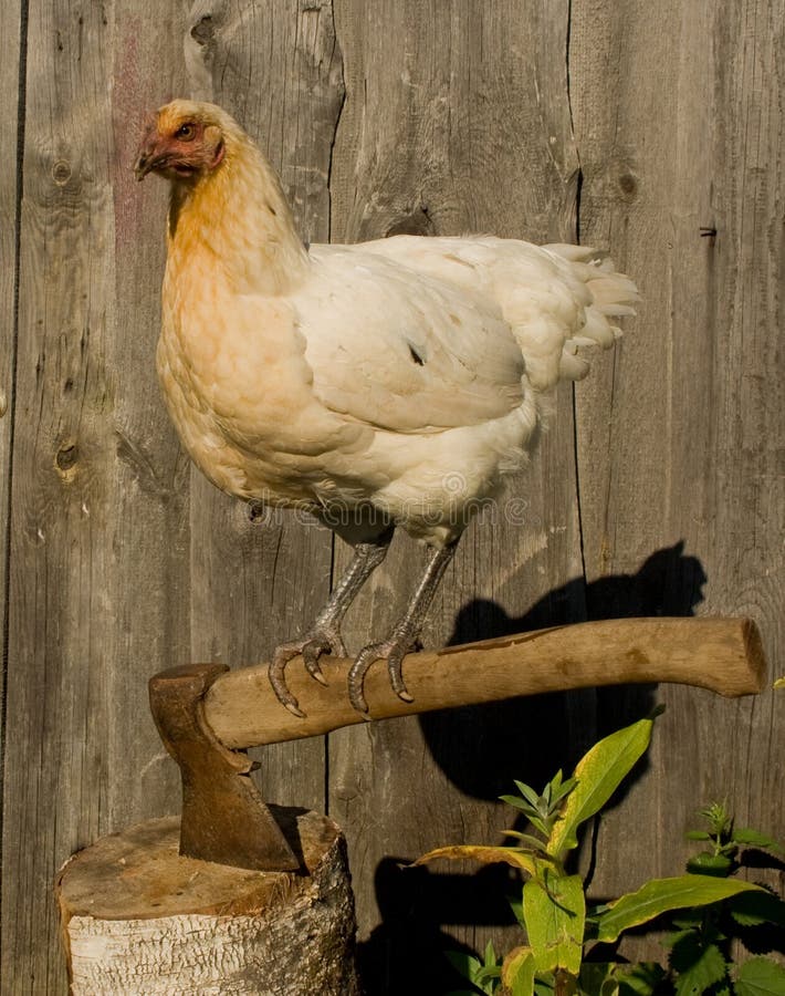 Chicken of the hen on axe stock photo. Image of death - 99495374