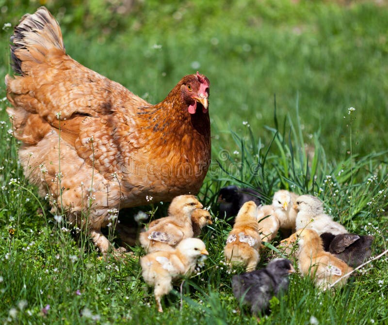 Chicken with babies stock image. Image of macro, lawn - 25092259