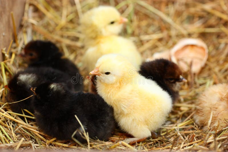 Chicken baby stock photo. Image of chickens, bedding - 25415900