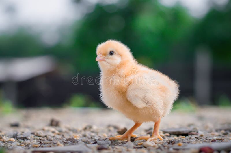 A Chicken Baby in the Garden Stock Image - Image of farm, little: 307713217