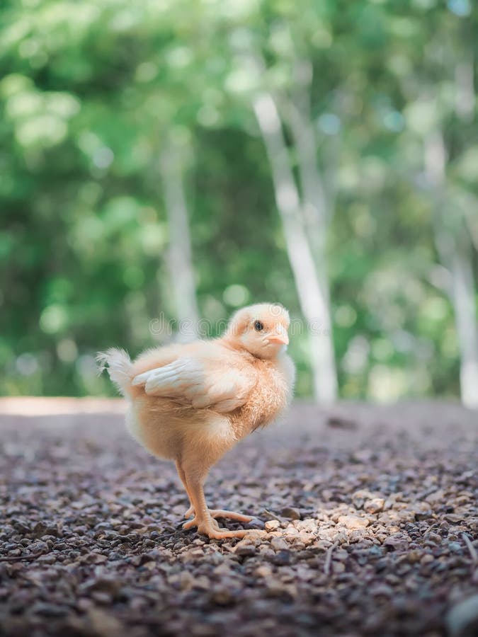 A Chicken Baby in the Garden Stock Photo - Image of life, outdoor ...