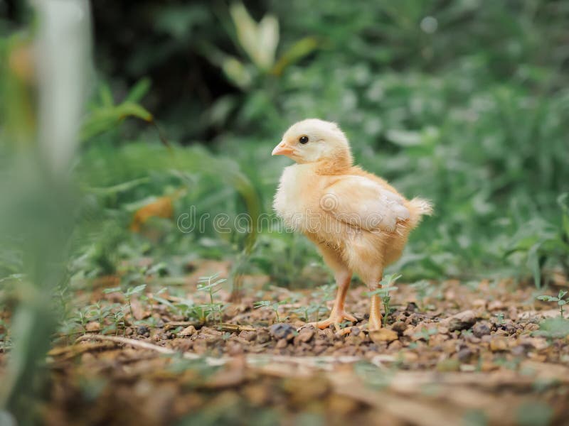A Chicken Baby in the Garden Stock Image - Image of little, argiculture ...