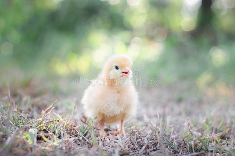 Chicken baby stock photo. Image of hatched, adorable - 307727078