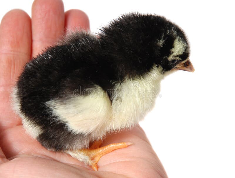 Chicken baby in a hand stock image. Image of small, newborn - 11624321