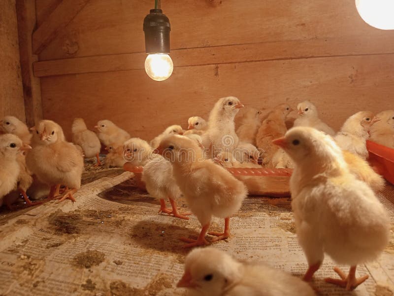 Chicken Baby Native in the Box with Lamp Stock Photo - Image of native ...