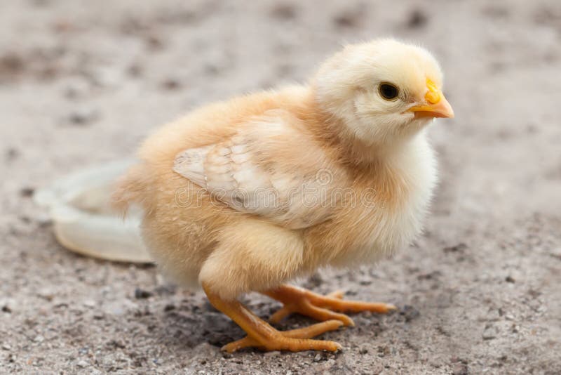 Chicken stock image. Image of rooster, agriculture, baby - 81446777