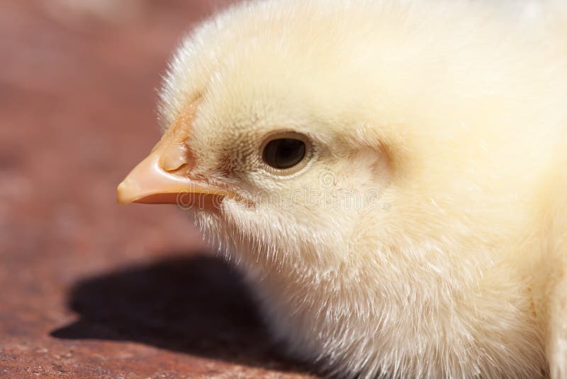 Chicken stock photo. Image of newborn, bird, animal, fowl - 81446838