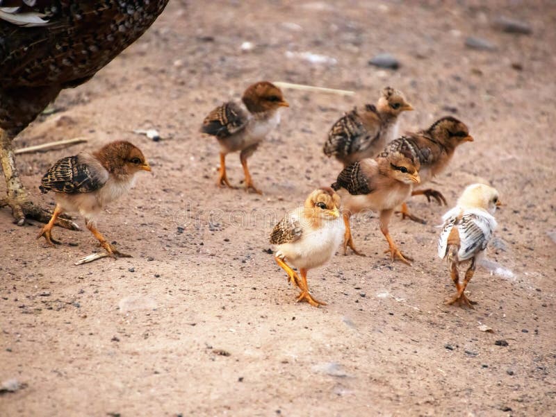 Chicken Baby are Walking and Watching Stock Image - Image of chicken ...