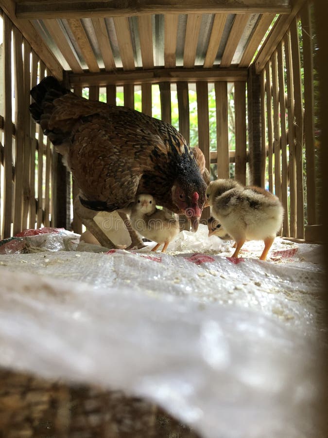 Hen and Chicks in a Bamboo Coop Stock Photo - Image of tiny, life: 262968196
