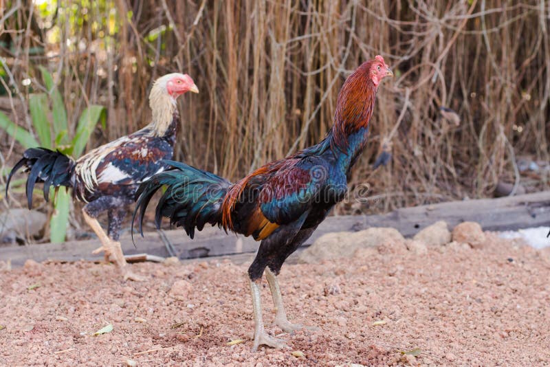 Chicken, Bantam, Animal, Chicken Native in the Country Thailand. Stock ...