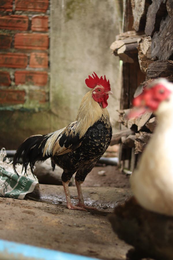 A Chicken Bantam Animals of Farm Stock Image - Image of animal, iron ...