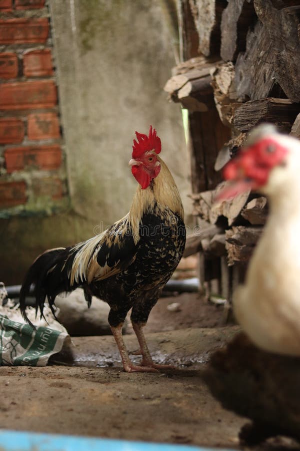 A Chicken Bantam Animals of Farm Stock Image - Image of flower, bantam ...